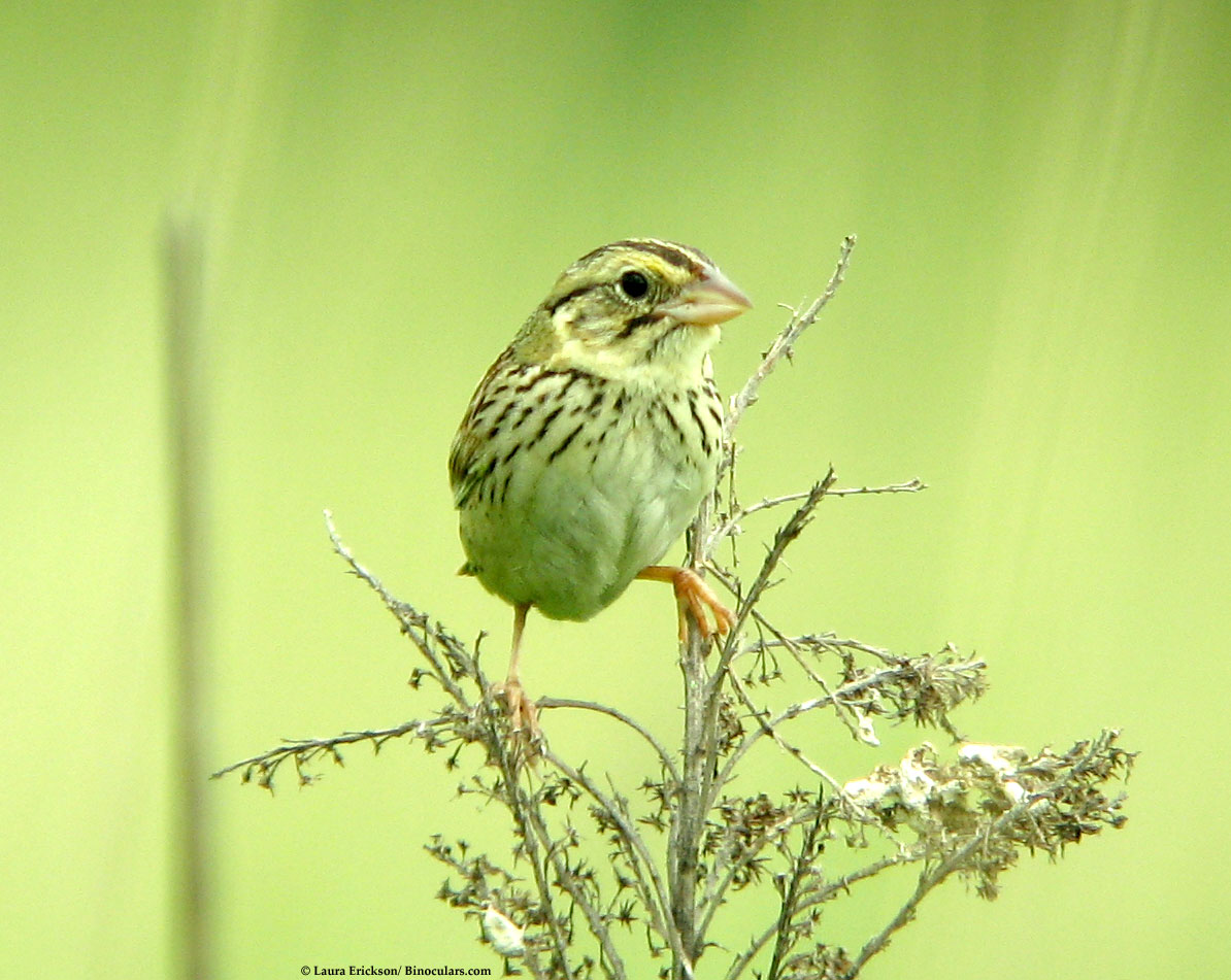 Laura's Henslow's Sparrow photos